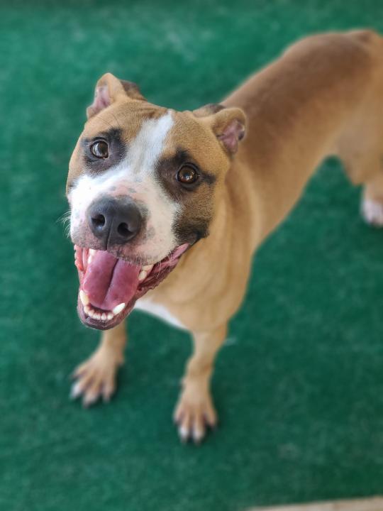 Available Dogs – 11th Hour Rescue NY